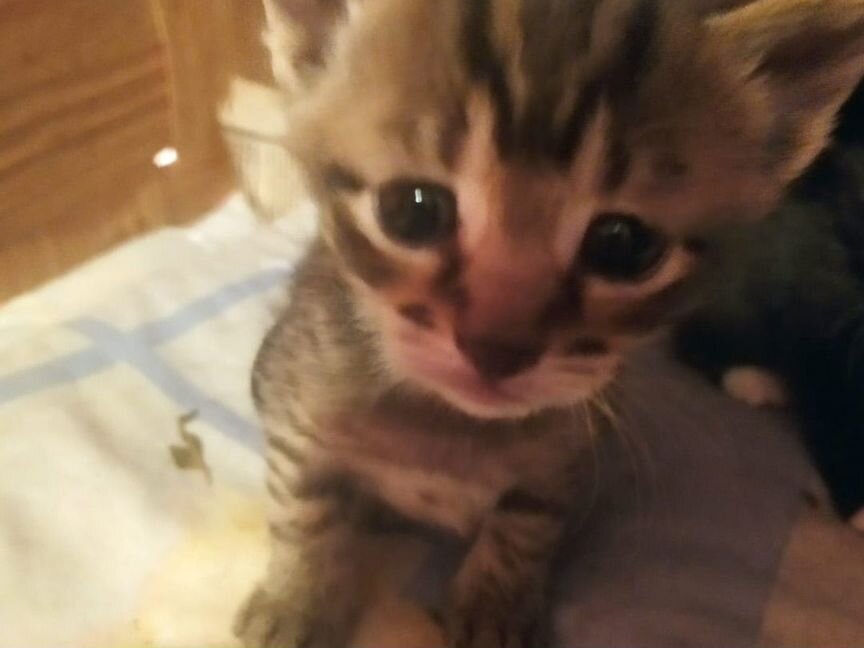 Домашние котятки в добрые руки