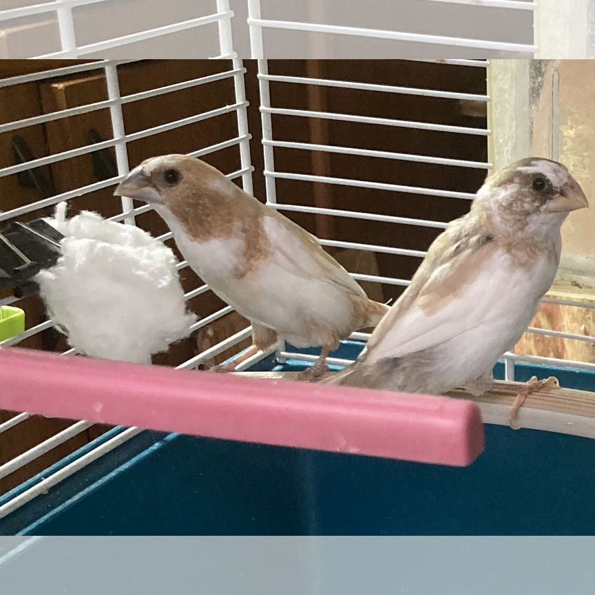 Японская амадина самка и птенцы