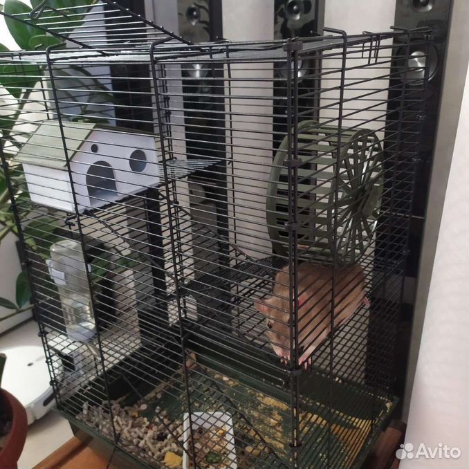 Крыса домашняя