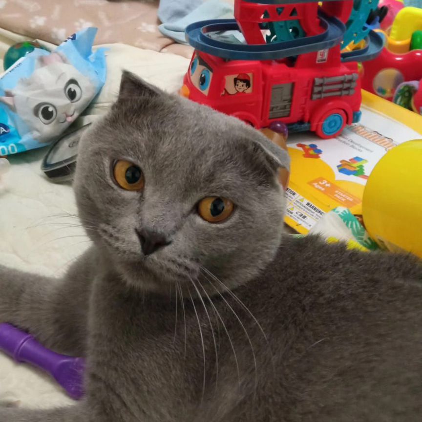 Британский кот Скоттиш Фолд