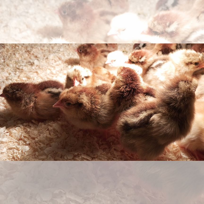 Цыплята породы Кучинская юбилейная