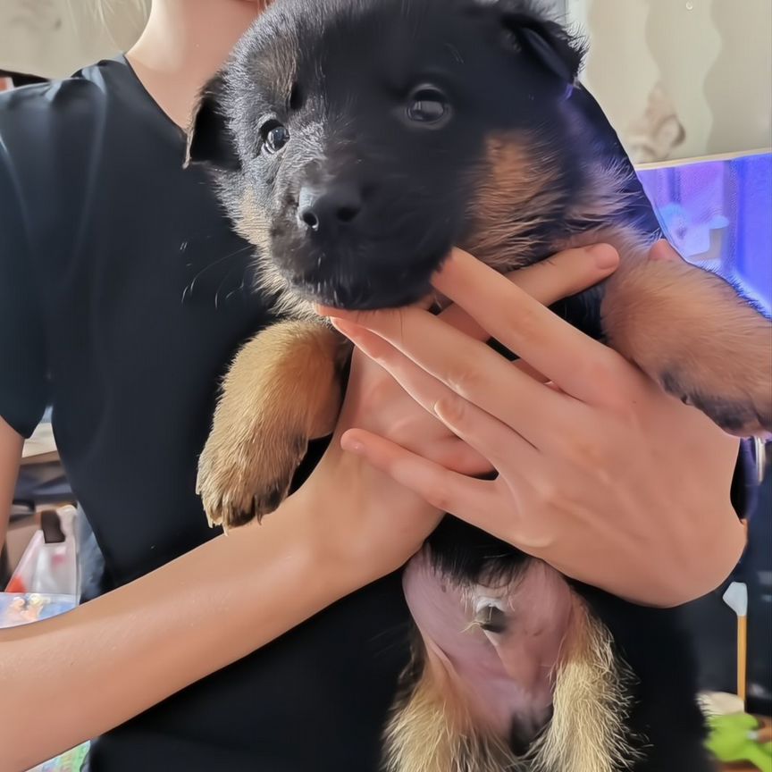 Немецкая овчарка, щенок