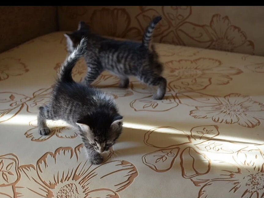 Сладкие пирожочки Котики в добрые руки