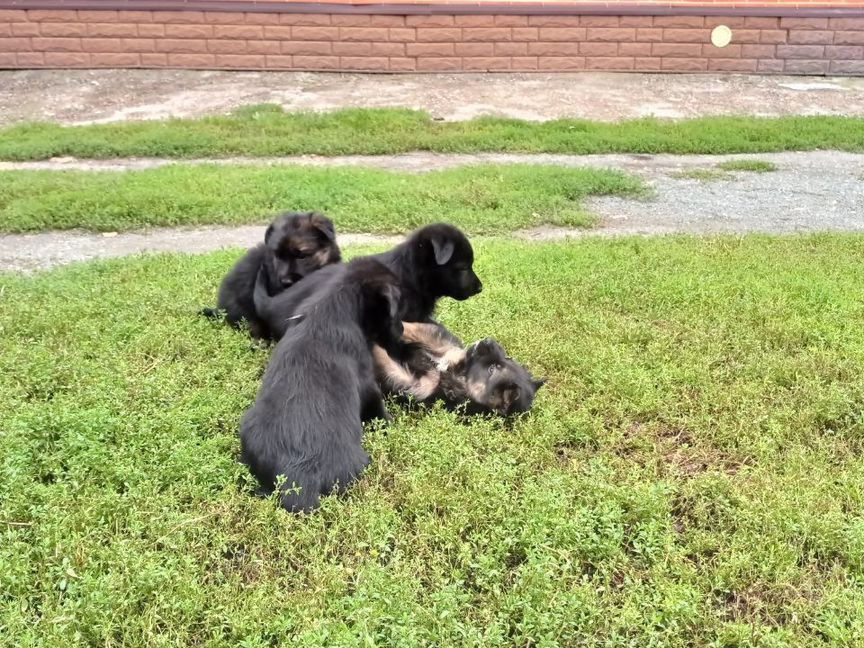 Щенки немецкой овчарки