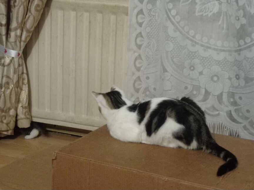 Котенок