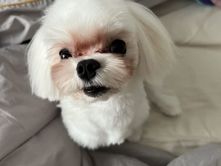 Случка мальтезе мини бейби фэйс