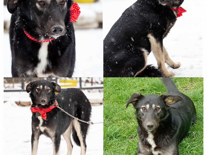 Собака в дар Милая Дворянка