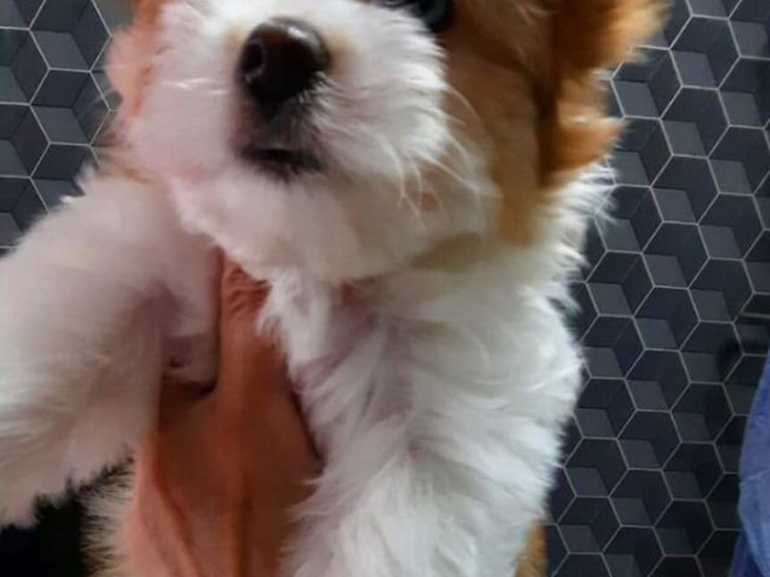 Голубоглазый йорк