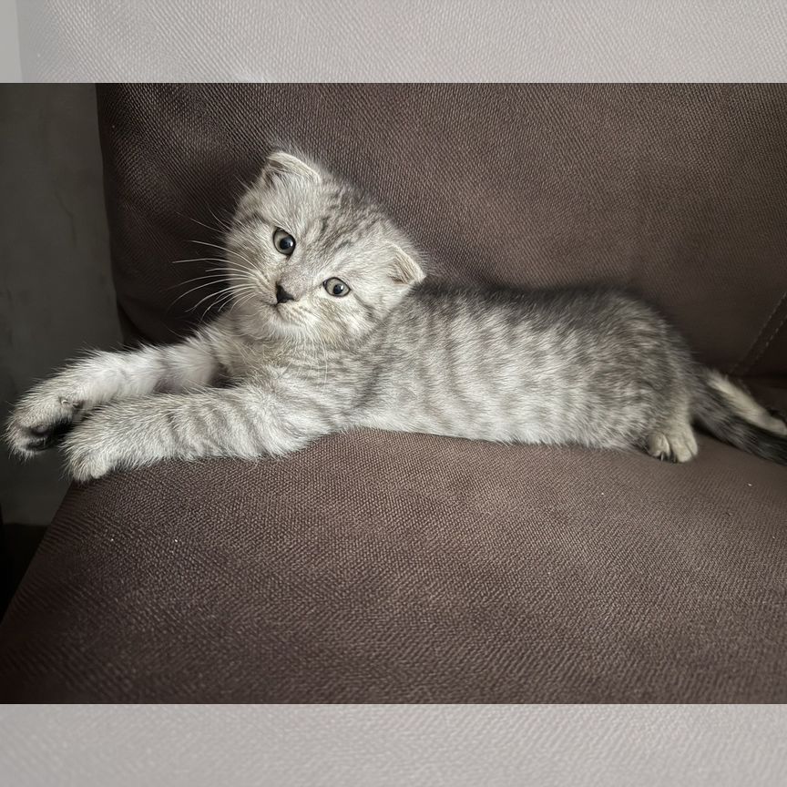 Шотландский вислоухий короткошёрстный котёнок