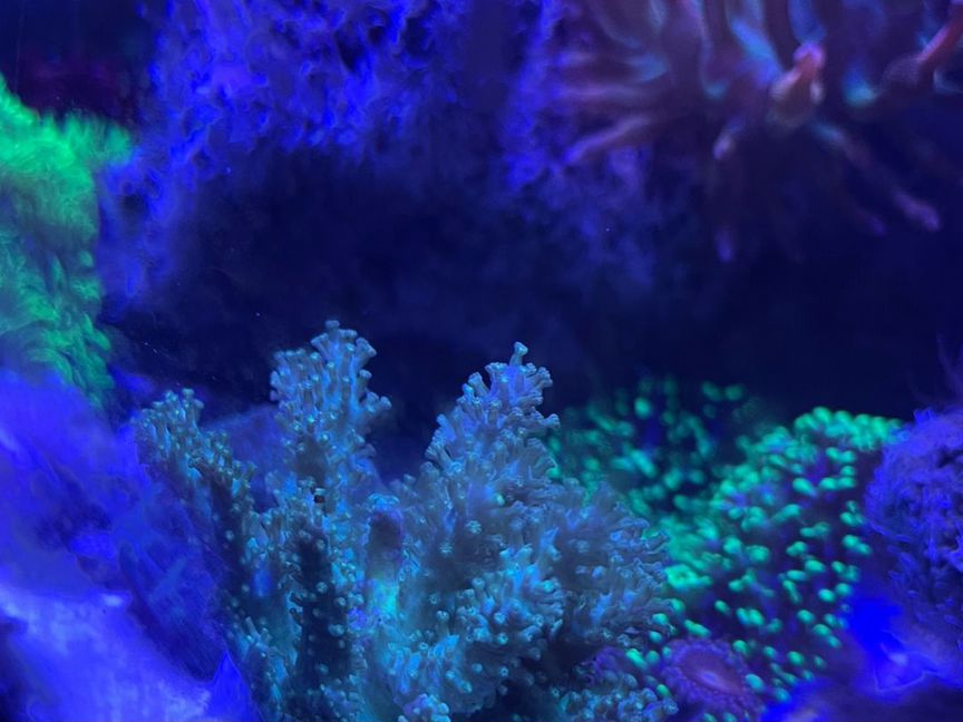 Кораллы для начинающих