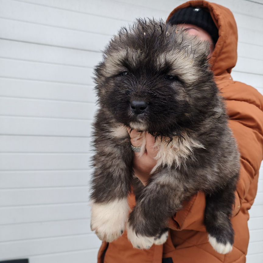 Кавказская овчарка, щенок