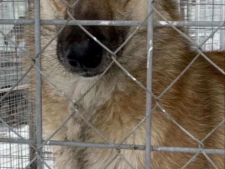 Собака в добрые руки отдам бесплатно