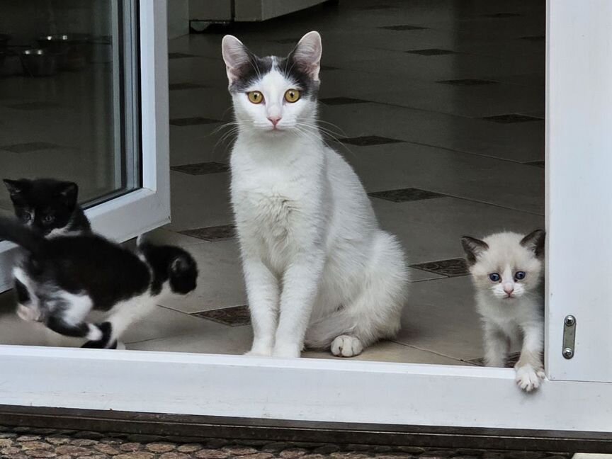 Котята от очень умных родителей в добрые руки