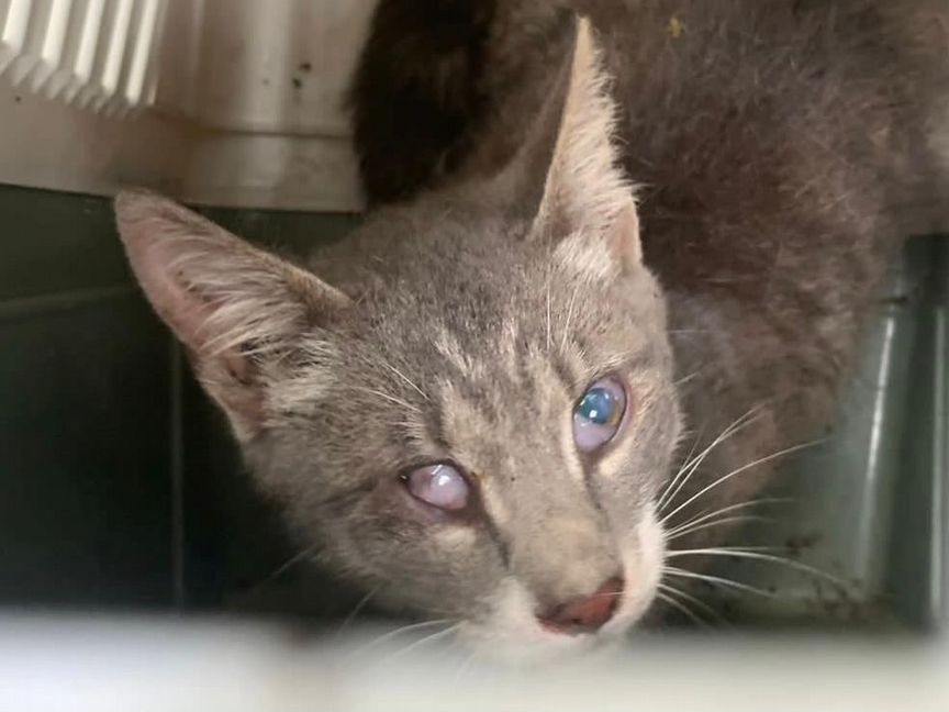 Слепой котёнок погибает на улице