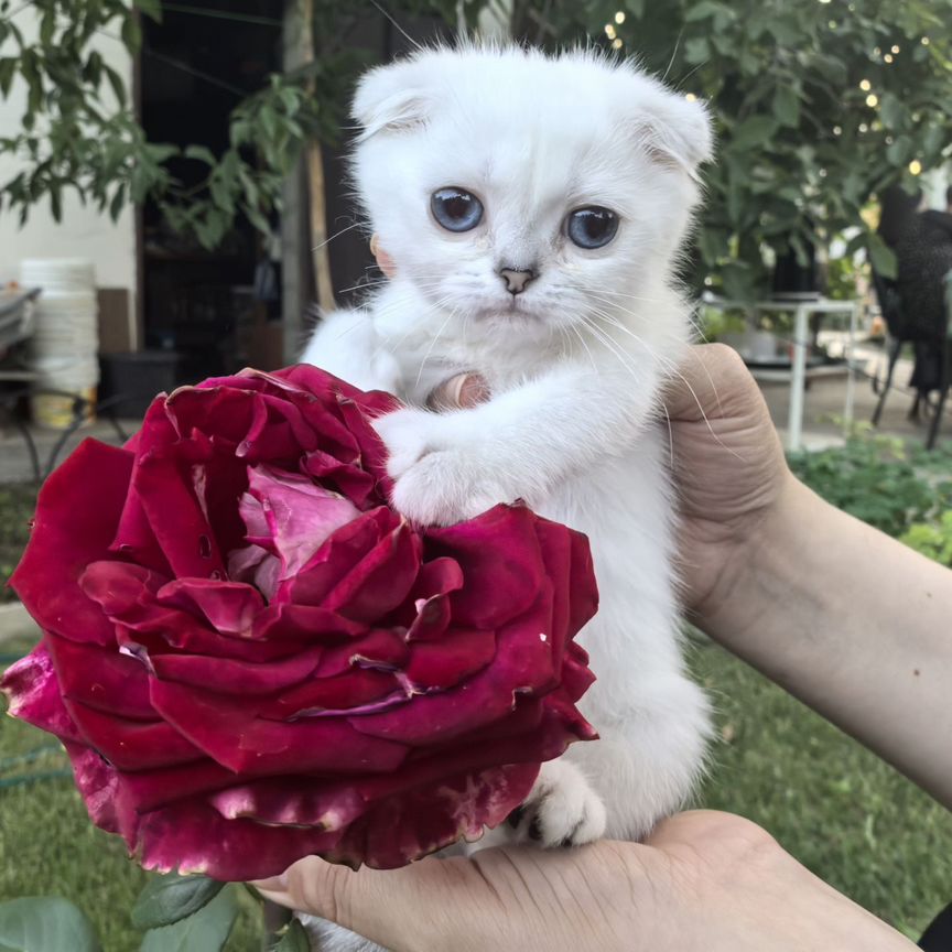 Вислоухая голубоглазая девочка