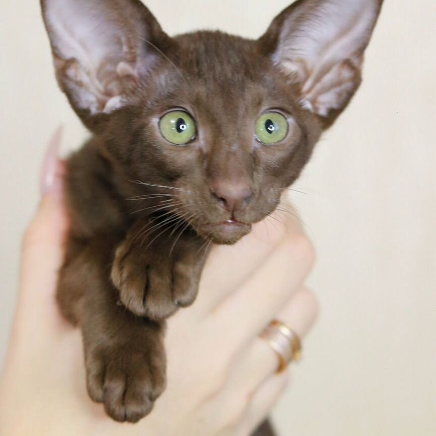 Ориентальный котик