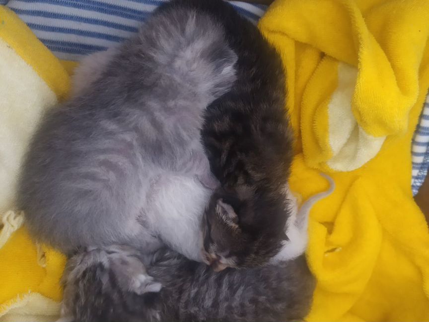 Котята в добрые руки