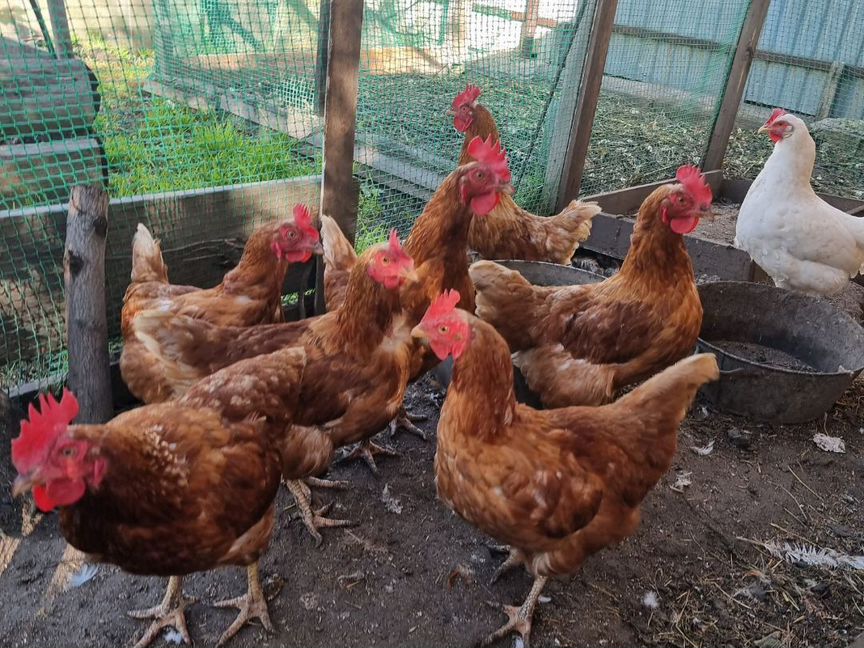 Куры несушки