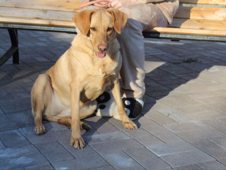 Собака Буся ищет дом