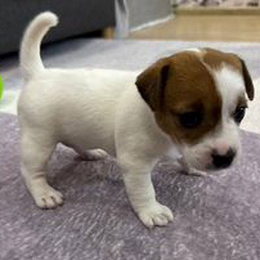 Джек-рассел-терьер, щенок