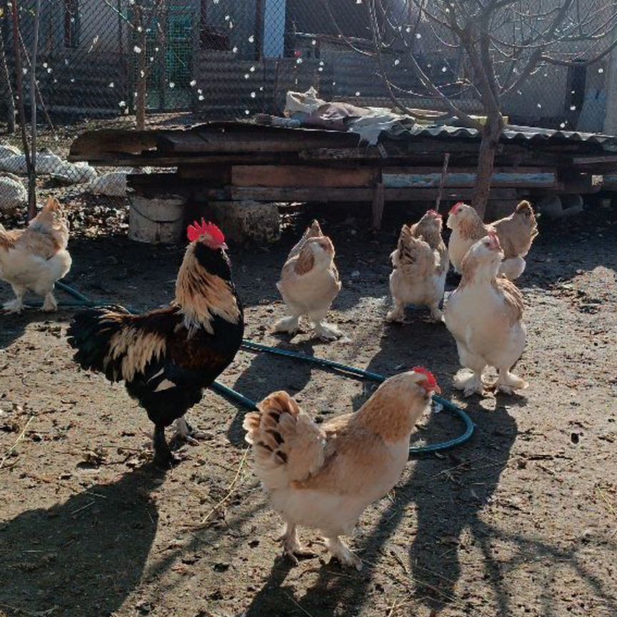 Петухи и куры фавероль