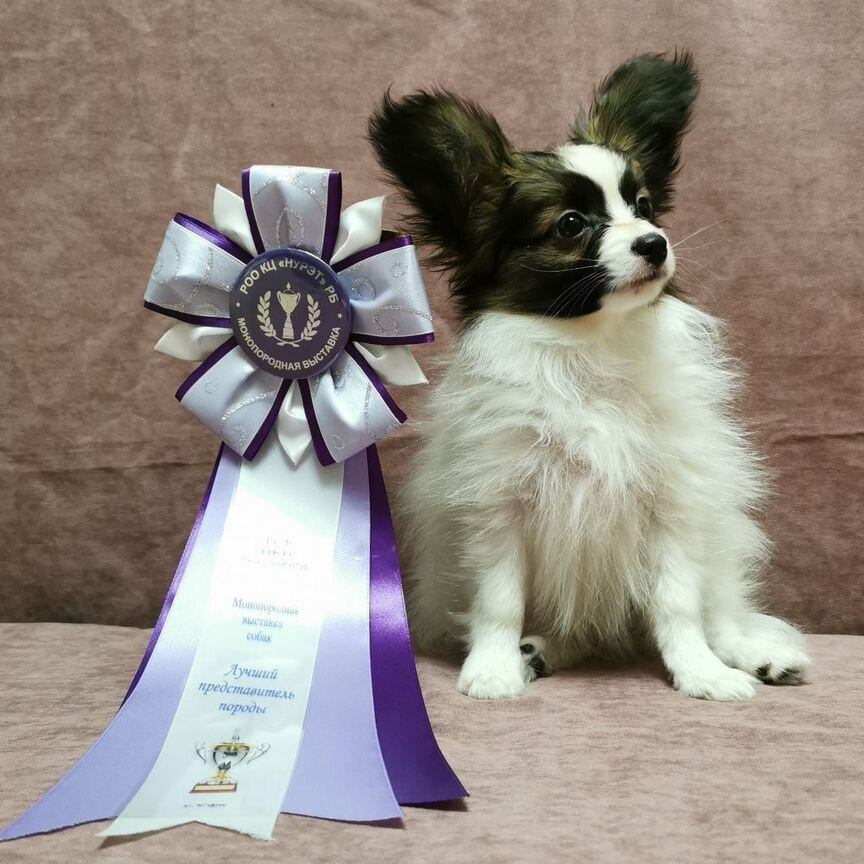 Папийон бело-соболиный с изюминкой