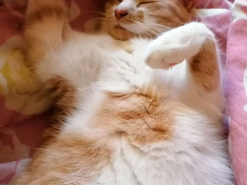 Душевная кошечка (кошка)