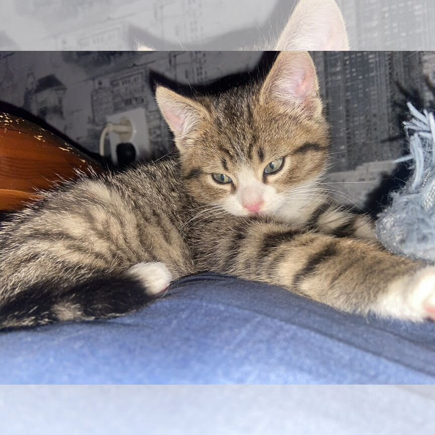 Котёнок в добрые руки