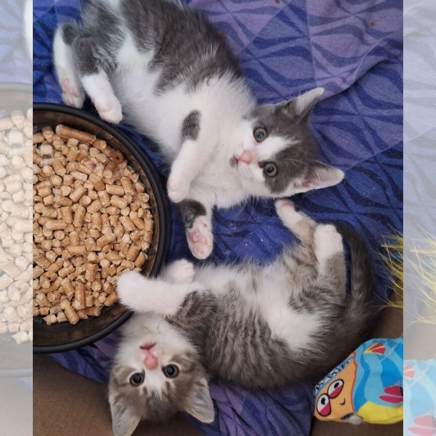 Отдам в добрые руки