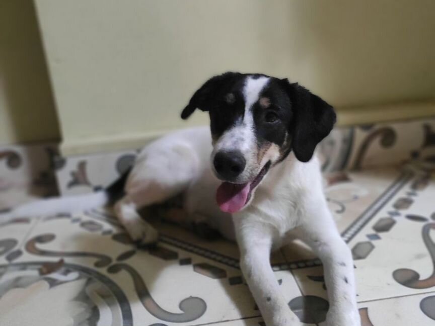 Собака в добрые руки