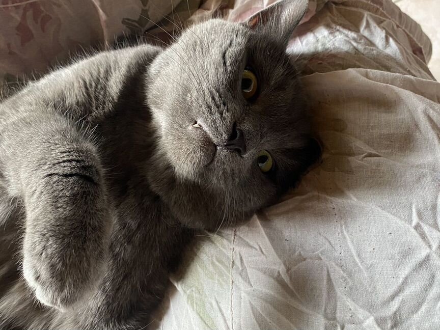 Коты в добрые руки