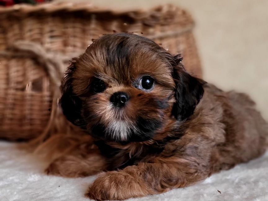 Маленькая собака