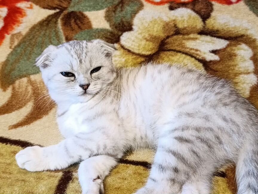 Шотландская вислоухая кошка