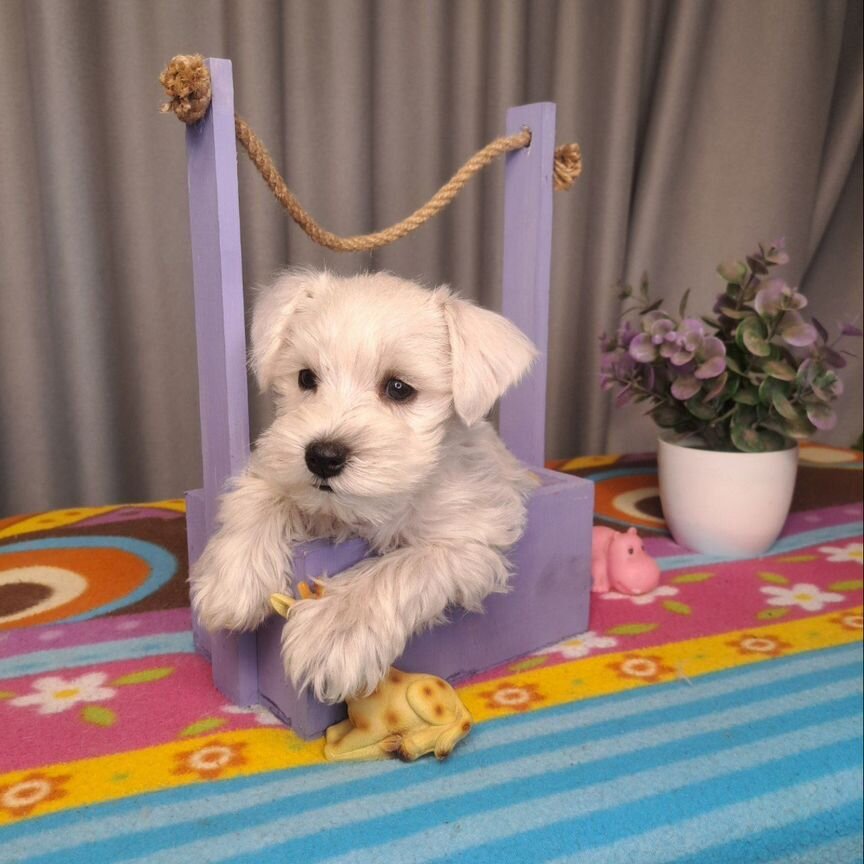 Цвергшнауцер щенки