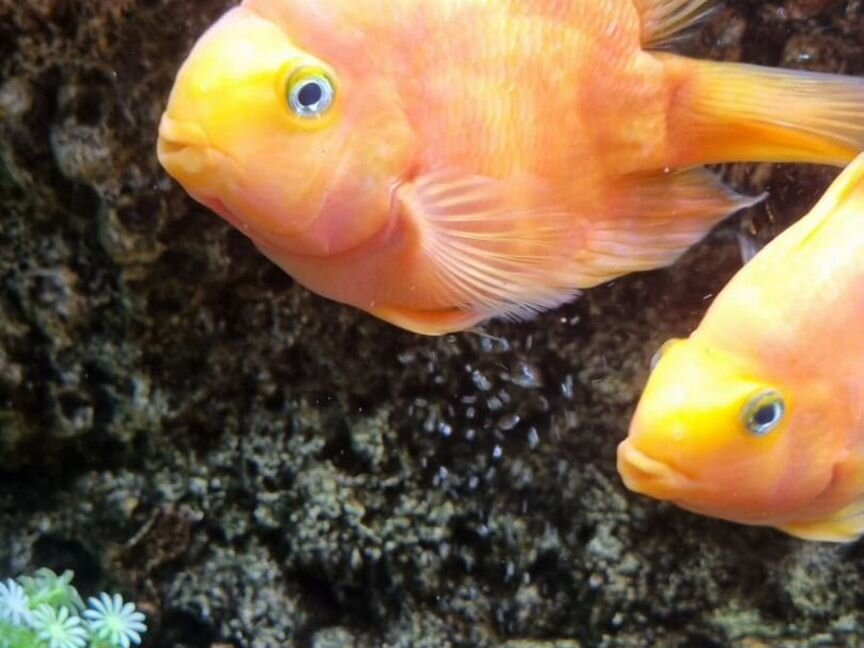 Аквариумные рыбки