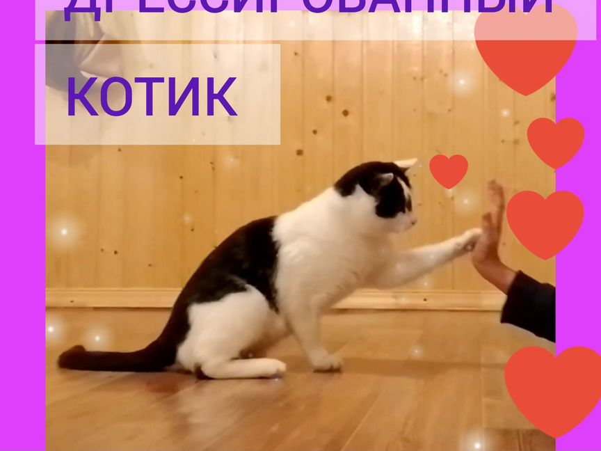 Дрессированный котик. Котенок Кошка кошечка
