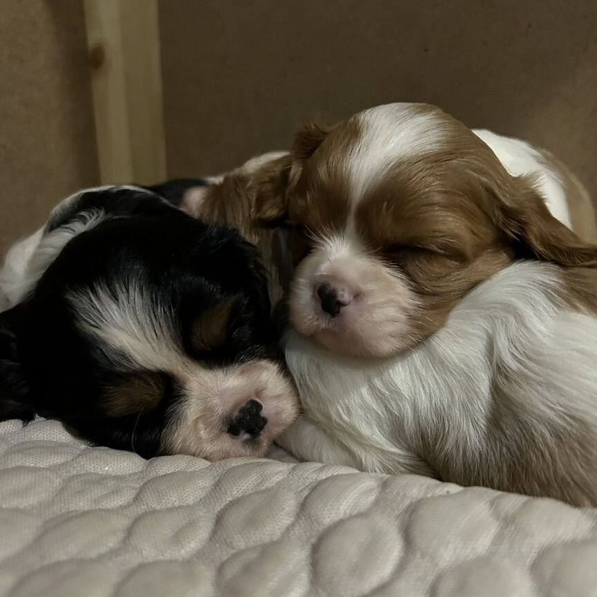 Щенки кавалер кинг чарльз спаниель