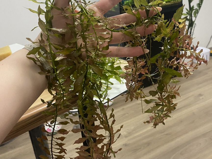 Прополка аквариумных растений