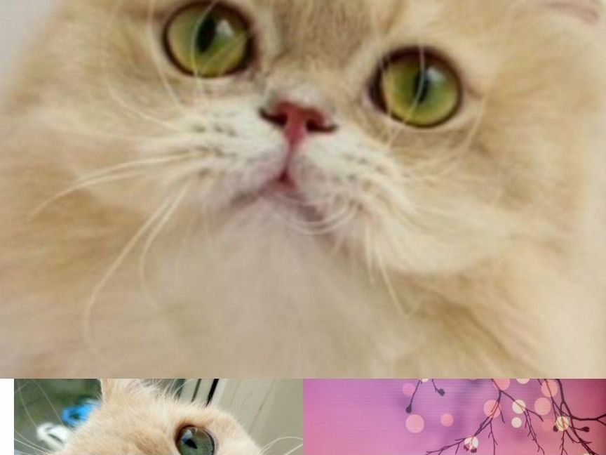 Брит.мальчик Bri AY, (прямой носит.CY лил.золото)