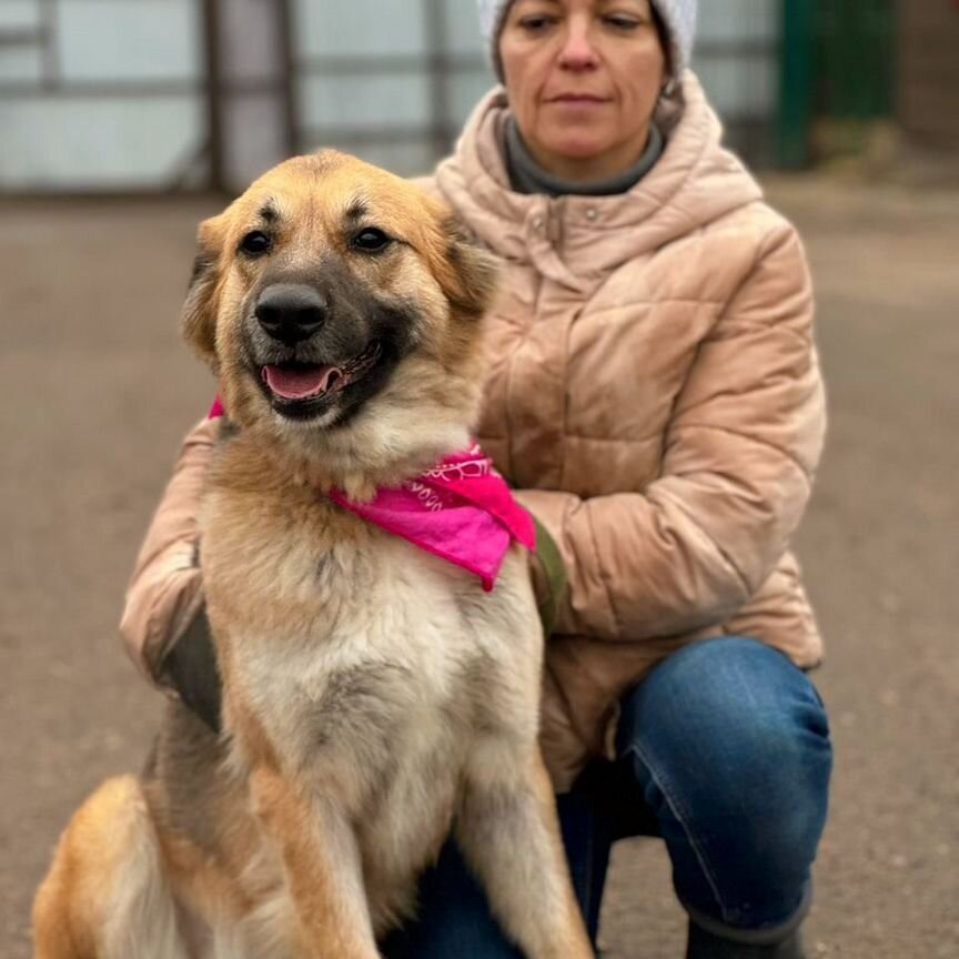 Собака Пшенка в добрые руки Девочка рыжая