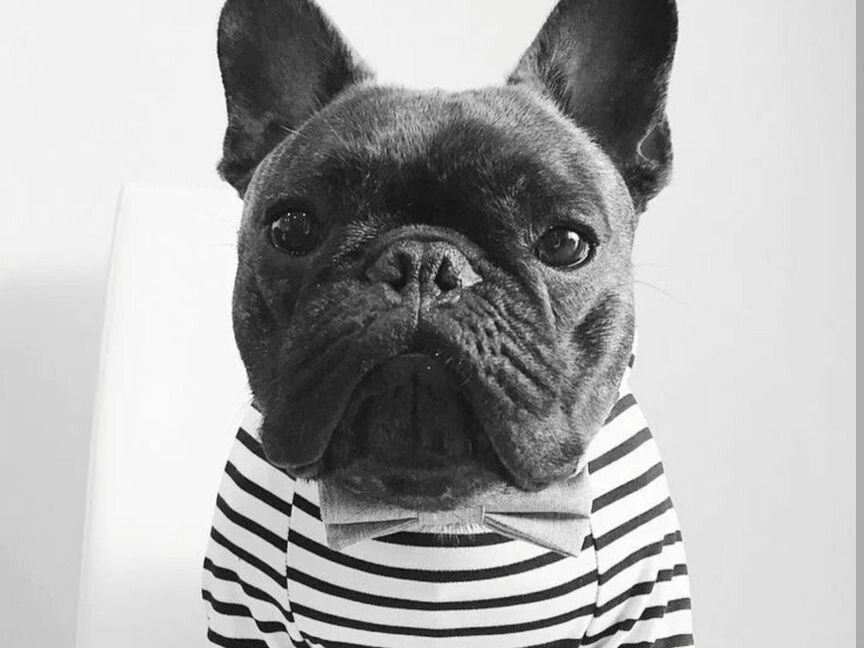 Комбинезоны для французского бульдога