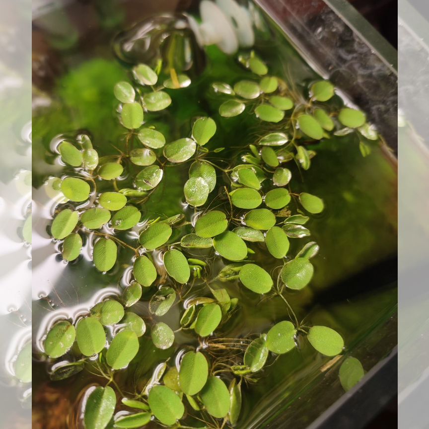 Сальвиния ушастая прополка