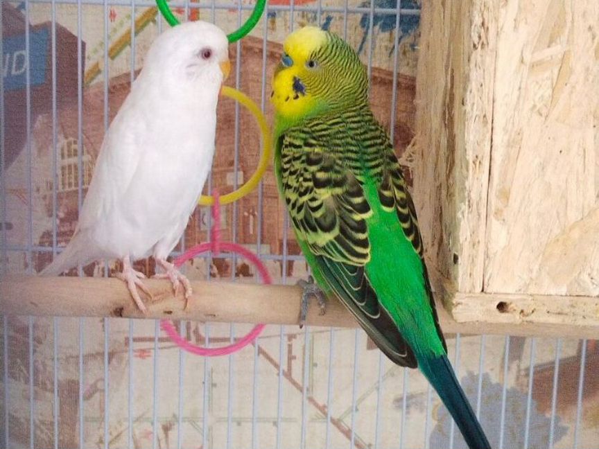 Волнистый попугай