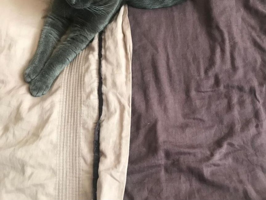 Кота в добрые руки бесплатно мальчик