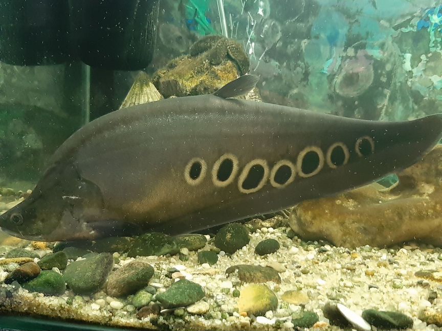 Индийский нож