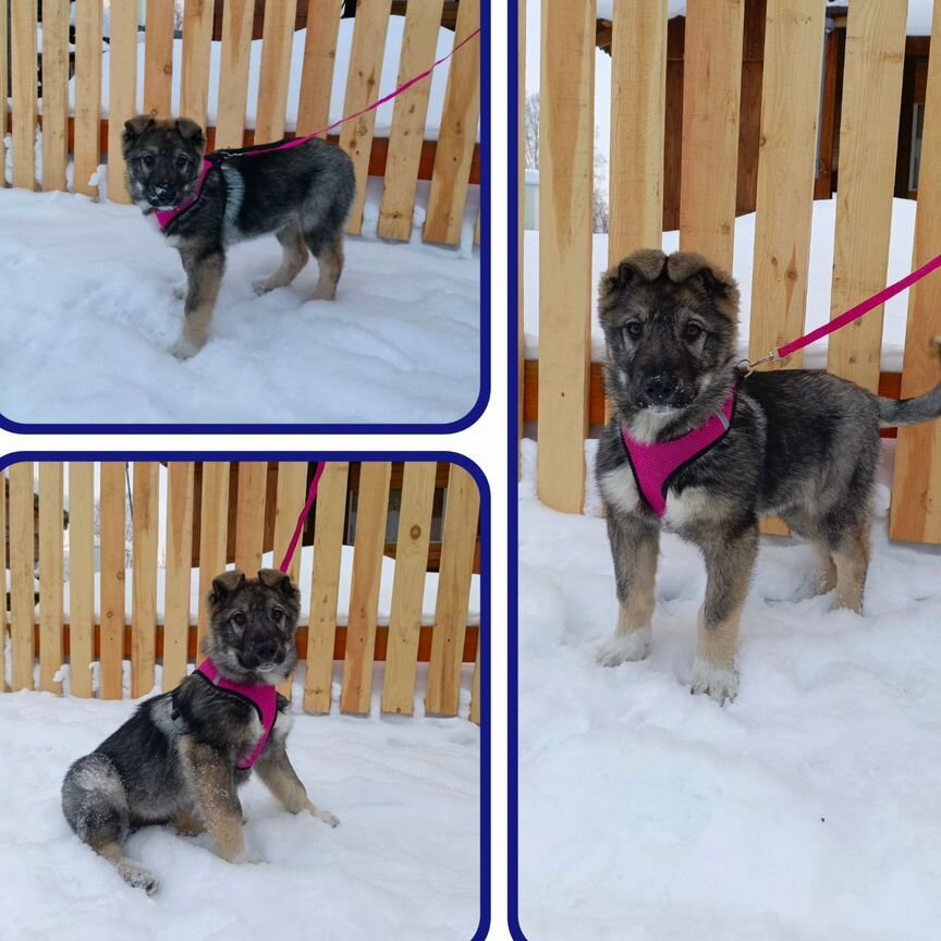 Щенок в добрые руки