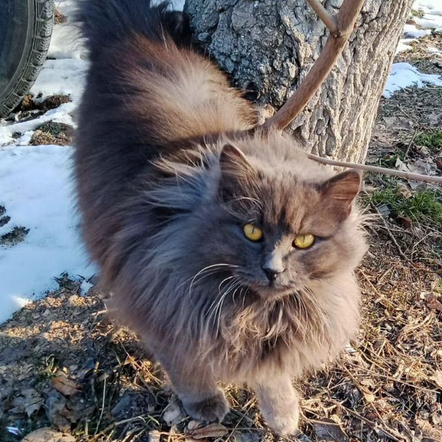 Котик ищет дом