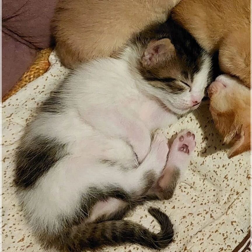 Котенок сирота