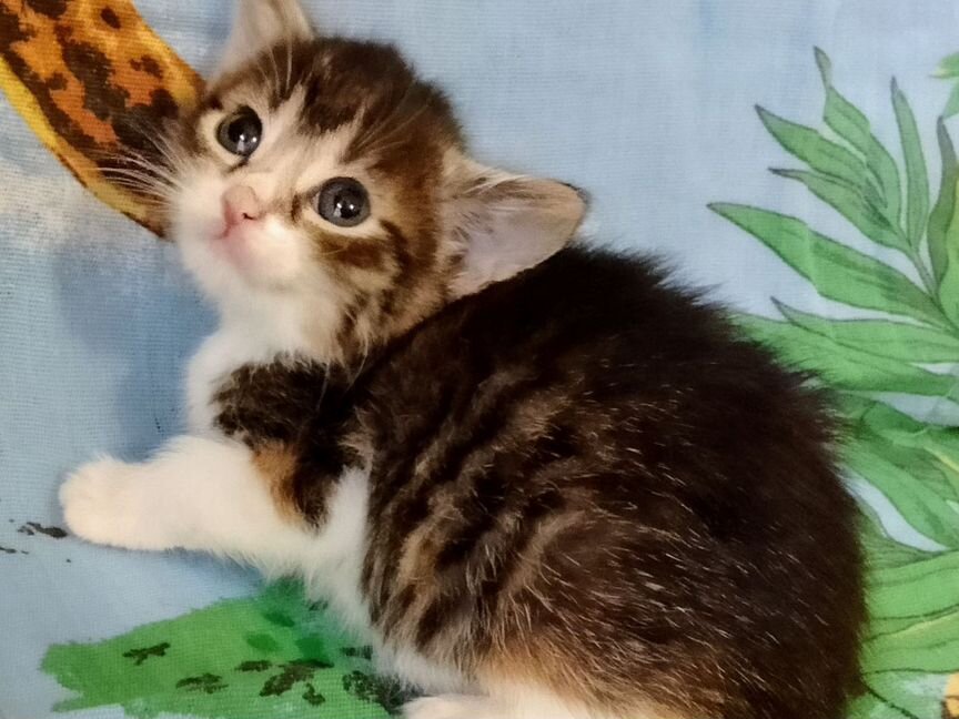 Очаровательные котята метисы
