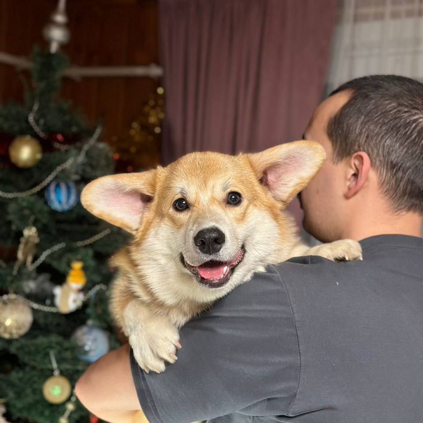 Щенок корги